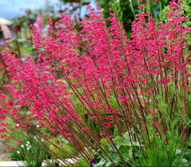 Heuchera sanguinea 'Bressingham Hybrids' | Coral Bells Flower Seeds