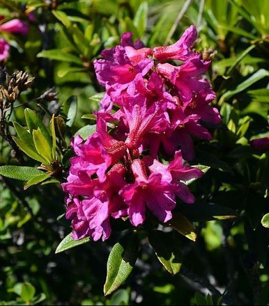 Rhododendron ferrugineum | Alpine Rose | Azalea Shrub Seeds