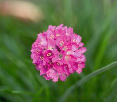 Armeria maritima Morning Star Deep Rose | BULK Sea Thrift Flower Seeds