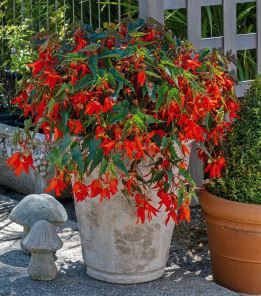 Begonia boliviensis 'Groovy Orange' | BULK Begonia Flower Seeds