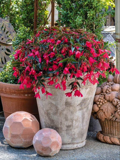 Begonia boliviensis 'Groovy Rose' | BULK Begonia Flower Seeds