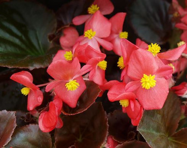 Begonia semperflorens Cocktail® 'Vodka' | BULK Wax Begonia Seeds