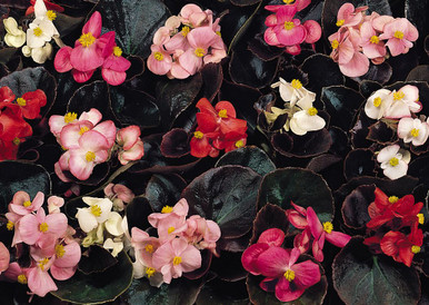 Begonia semperflorens Cocktail® 'Mix' | BULK Wax Begonia Seeds