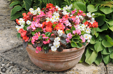 Begonia semperflorens Organdy® | BULK Wax Begonia Seeds