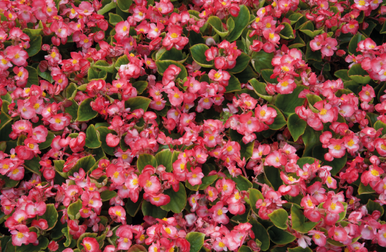 Begonia semperflorens Sprint Plus Blush | BULK Wax Begonia Seeds