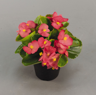 Begonia semperflorens Sprint Plus Lipstick | BULK Wax Begonia Seeds