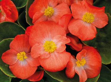 Begonia semperflorens Sprint Plus Orange | BULK Wax Begonia Seeds