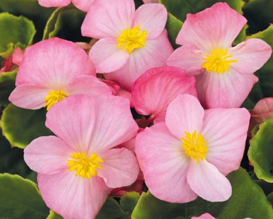 Begonia semperflorens Sprint Plus Pink | BULK Wax Begonia Seeds