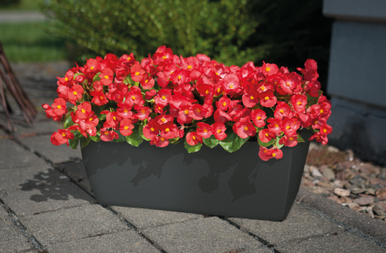 Begonia semperflorens Sprint Plus Red | BULK Wax Begonia Seeds