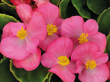 Begonia semperflorens Sprint Plus Rose | BULK Wax Begonia Seeds