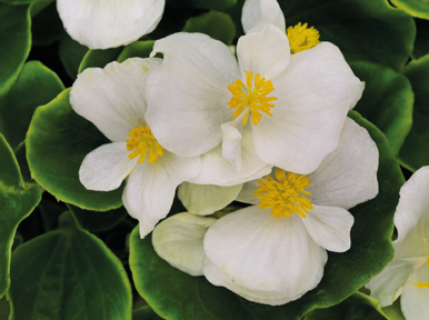 Begonia semperflorens Sprint Plus White | BULK Wax Begonia Seeds