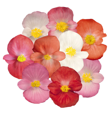 Begonia semperflorens Sprint Plus Maxi Mix | BULK Wax Begonia Seeds
