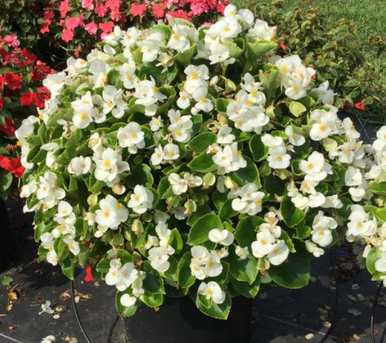 Begonia semperflorens Super Cool White | BULK Wax Begonia Seeds