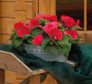 Begonia tuberhybrida F₁ Nonstop® Deep Rose | BULK Tuberous Begonia Seeds