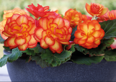 Begonia tuberhybrida F₁ Nonstop® Fire | BULK Tuberous Begonia Seeds