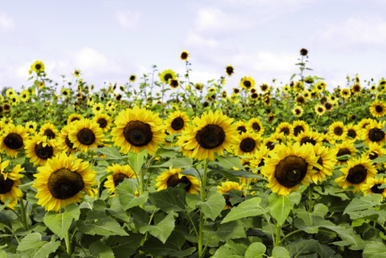 Helianthus annuus ‘Cutting Gold’ | Sunflower Seeds