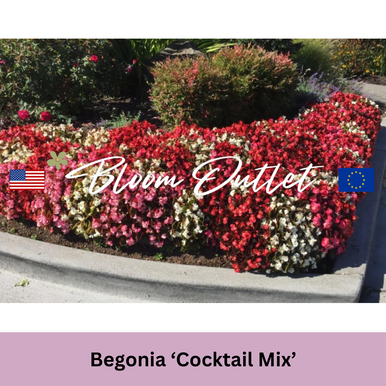 COCKTAIL MIX - Wax Leaf Begonia - 25 Pelleted Seeds (Begonia semperflorens)