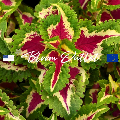 WIZARD ROSE Coleus - 50 Seeds