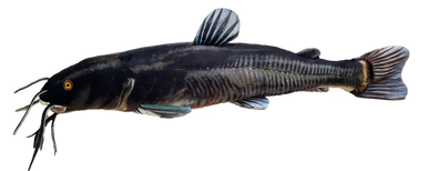 Nashville Predators Catfish Plush - Nashville Predators Locker Room