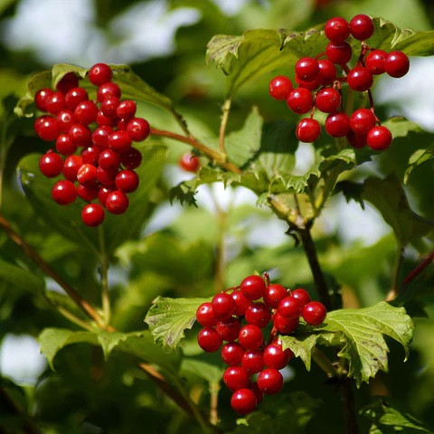 Trees and Shrubs Online For Less at The Tree Store