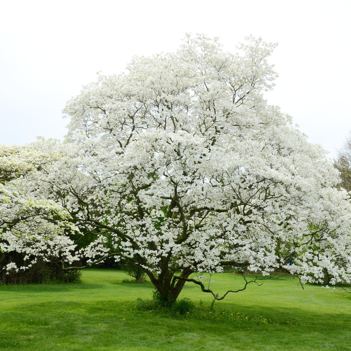 Paper White Birch Tree | USDA Zones 2-6 | 18-24 Inch (3 Pack ...
