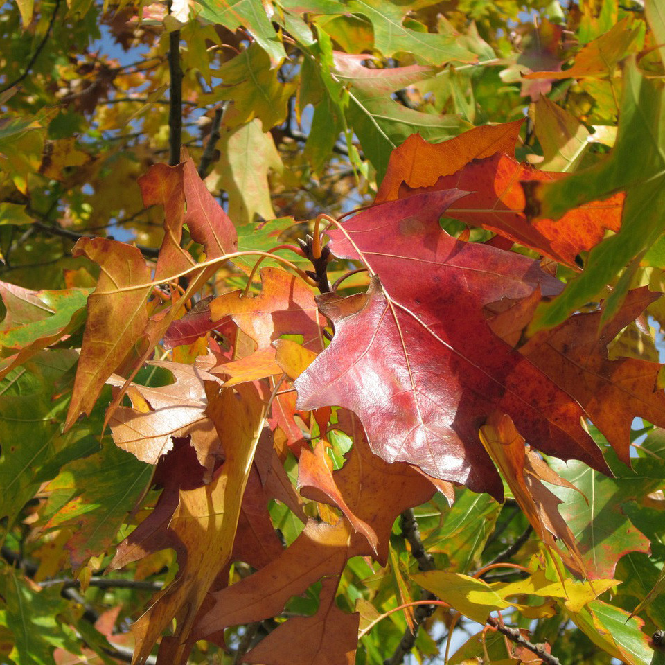 Red Oak Tree | USDA Zones 3-8 | 2-3 Foot | Fast-Growing Trees