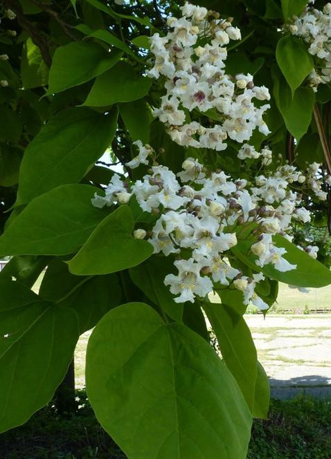 Northern Catalpa Tree | USDA Zones 4-8 | 2-3 Foot | Fast-Growing Trees