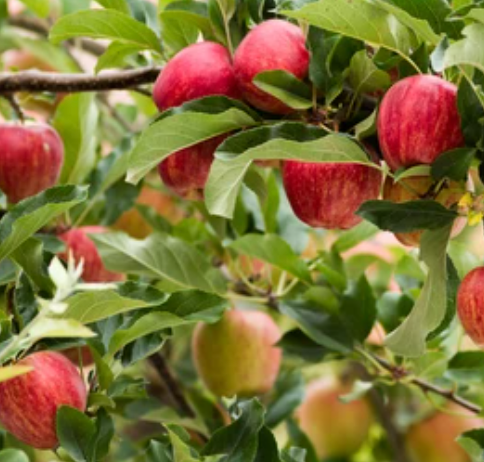 Trees and Shrubs Online For Less at The Tree Store