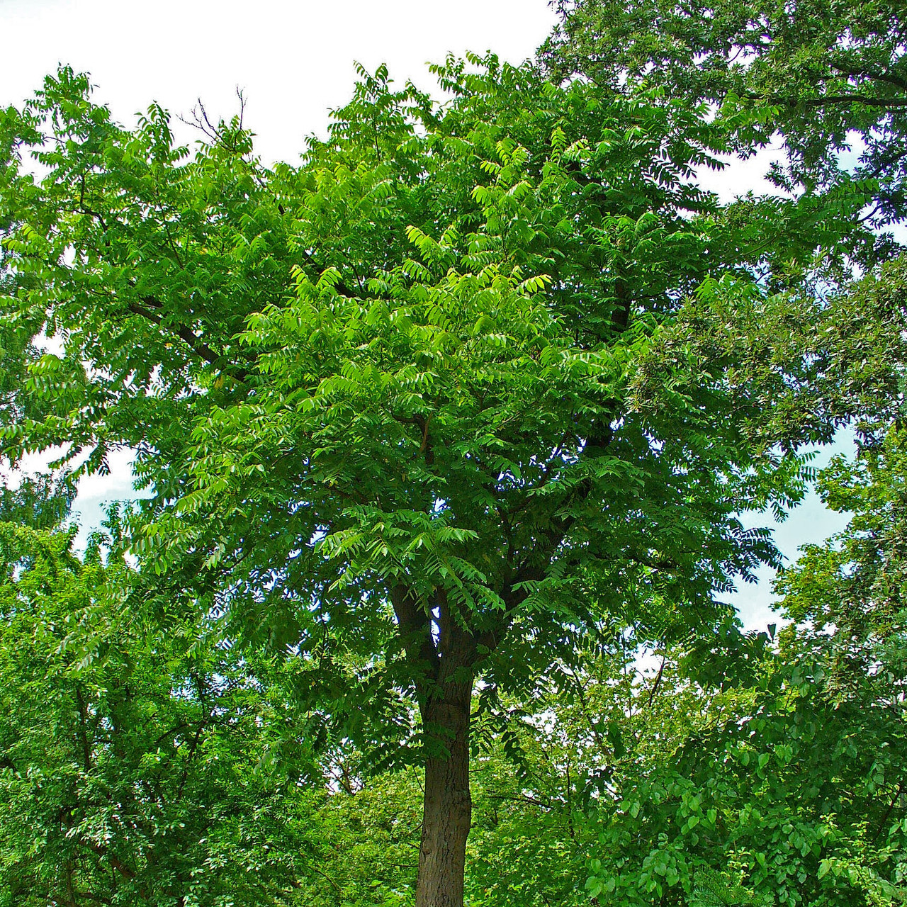 Butternut Tree