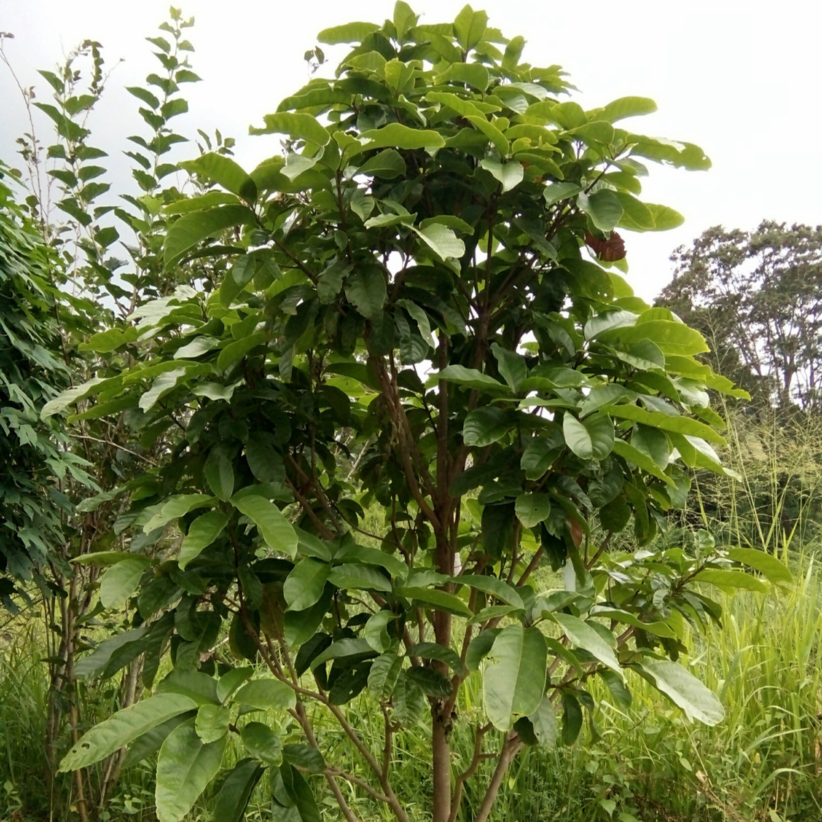 Chinese Chestnut Tree – 2-3 ft | Castanea mollissima | Nut-Producing Tree