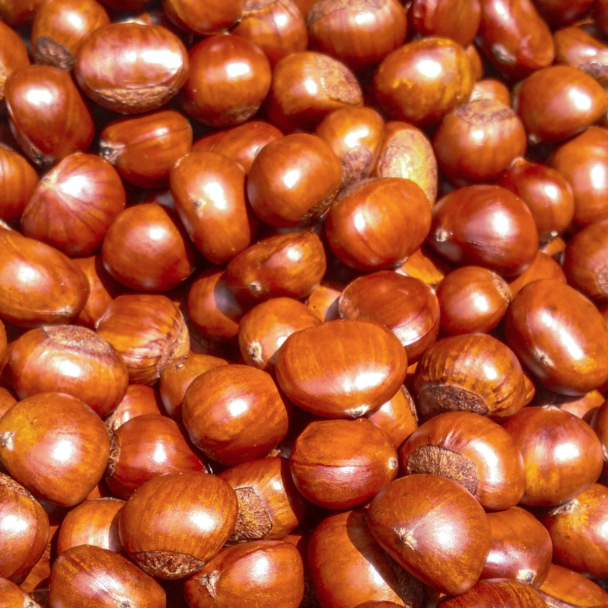 Chinese Chestnut Tree – 2-3 ft | Castanea mollissima | Nut-Producing Tree