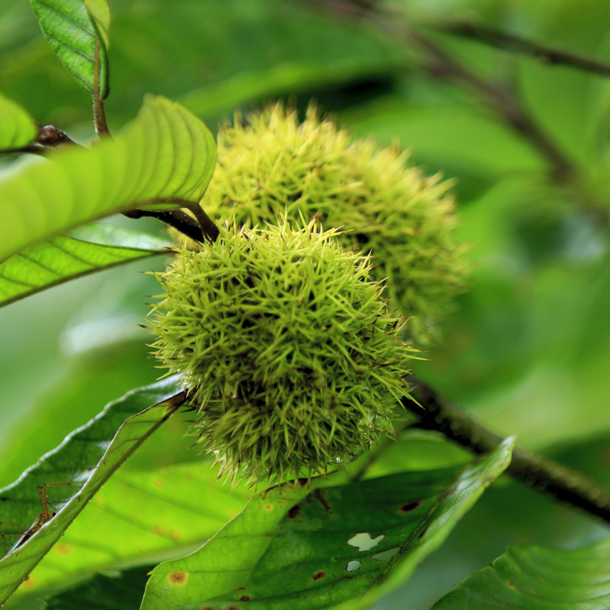 Chestnut Plant