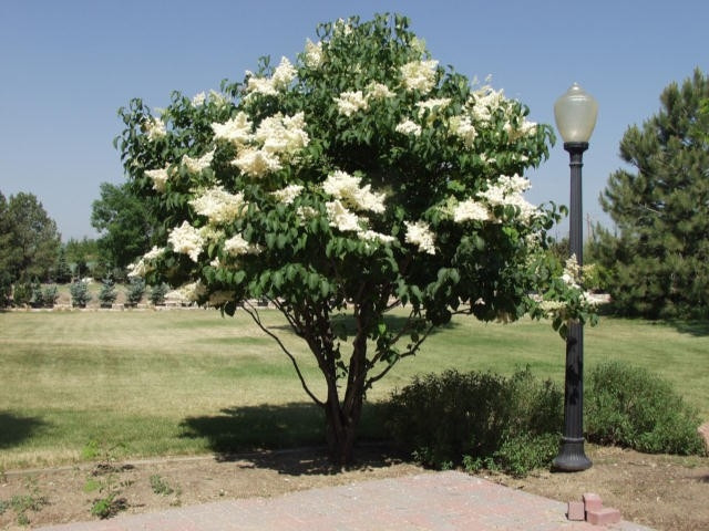 Japanese Lilac Tree Buds