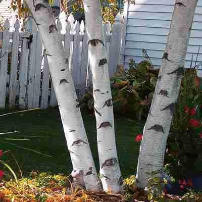 Paper Birch Tree Bay Area Gardening: What's Wrong With My Birch Tree?