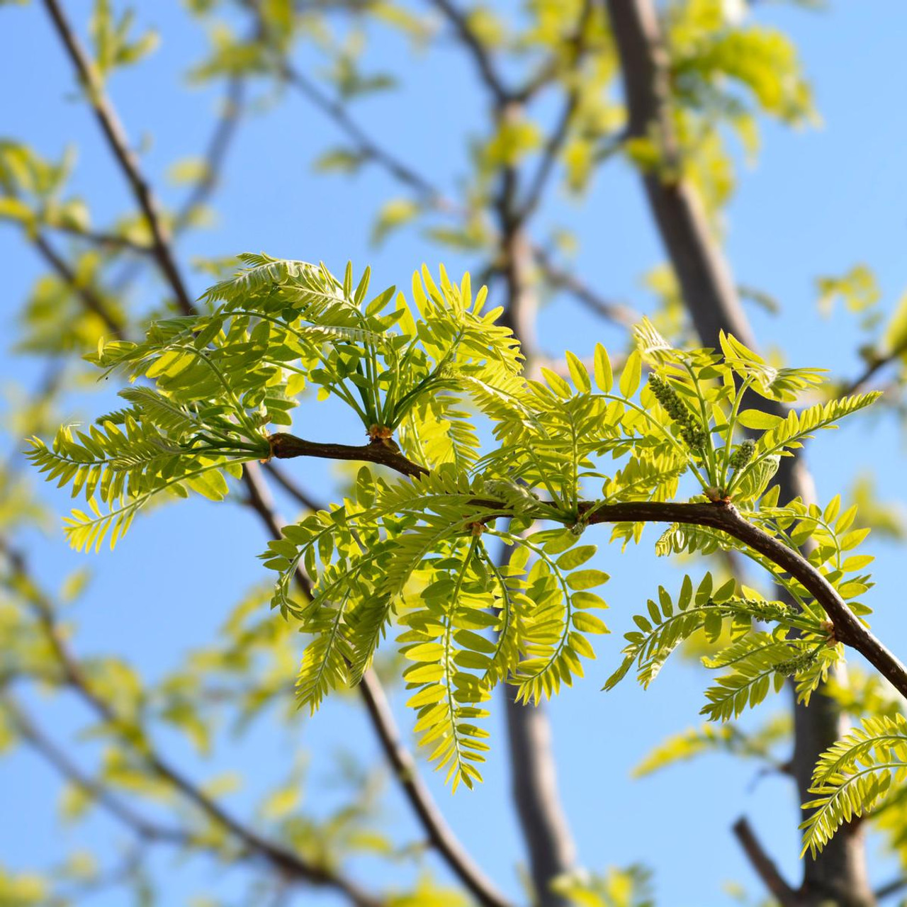 Locust Tree Berries American Honey Locust (Gleditsia Triacanthos)