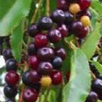 Black Rum Cherry Tree – Bare Root, 2-3 ft | Prunus serotina | Fast ...