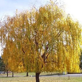 Weeping Willow Tree Salix Sepulcralis 'Chrysocoma' Golden Weeping