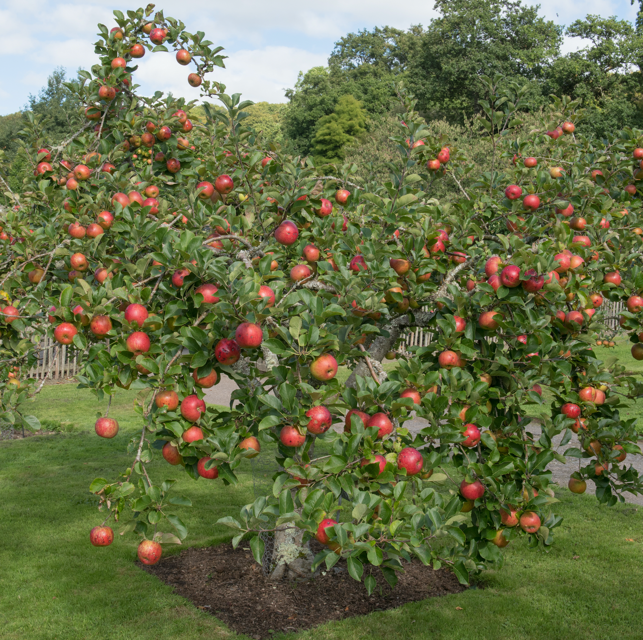 Fuji Apple Tree | USDA Zones 5-9 | 2-3 Foot | Fruit-Bearing Trees