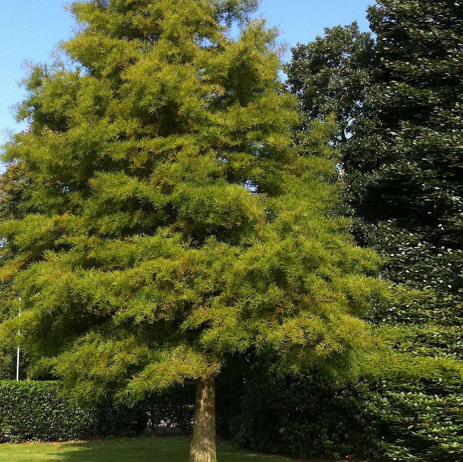 American Larch Tree
