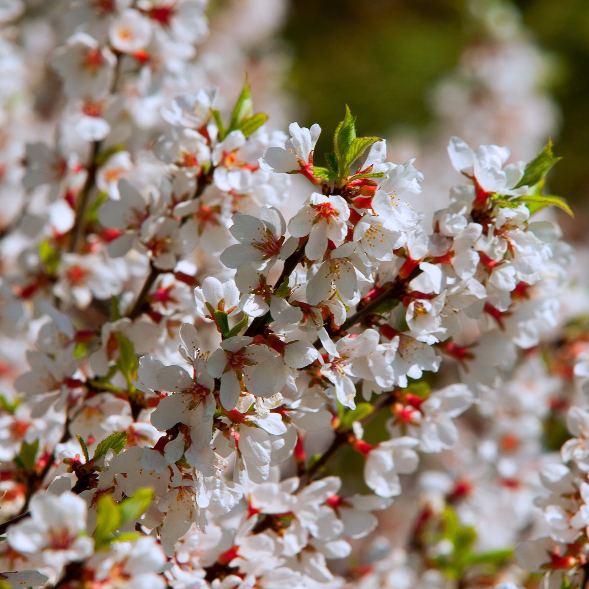 Black Rum Cherry Tree – Bare Root, 2-3 ft | Prunus serotina | Fast ...