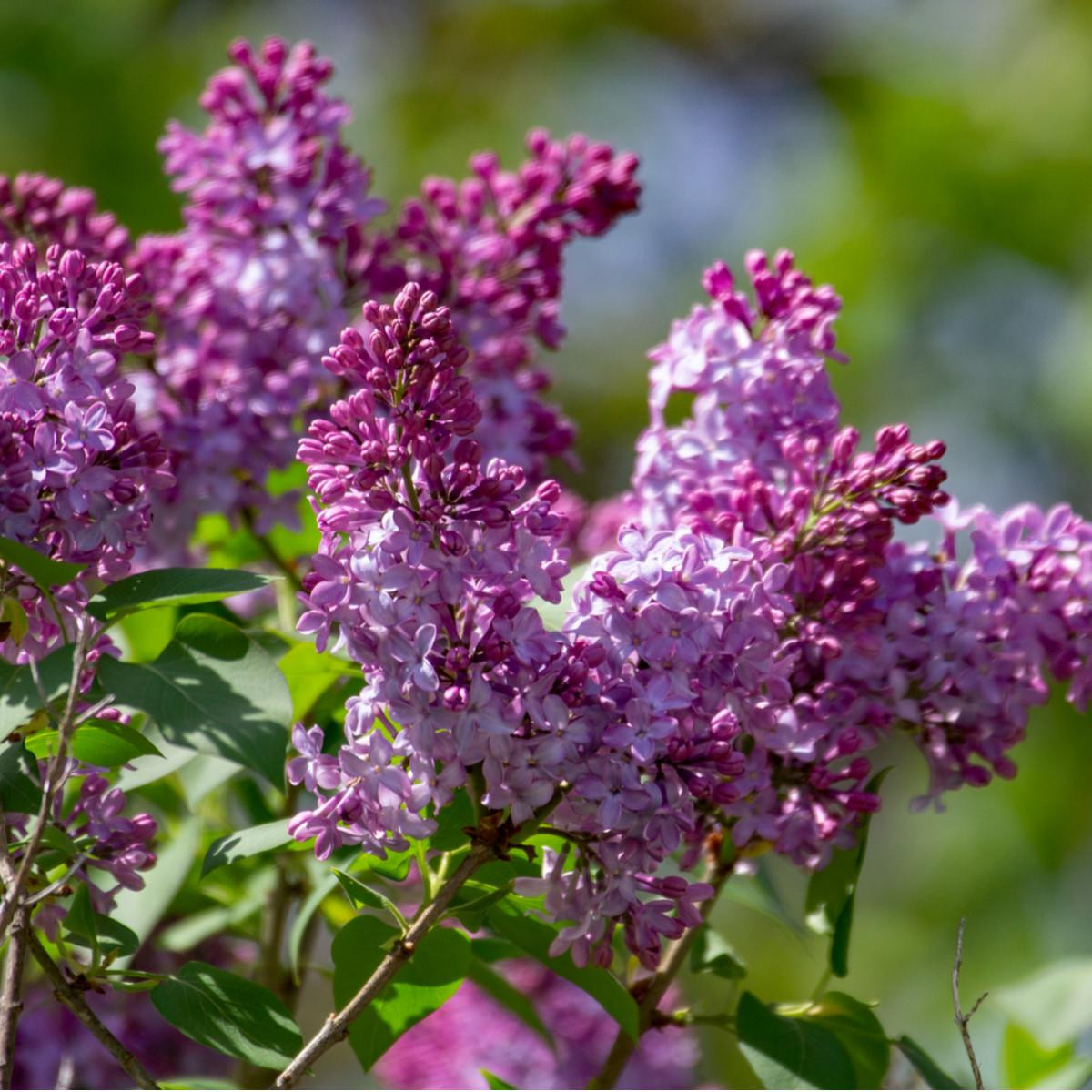 Japanese Lilac Tree | USDA Zones 3-7 | 2-3 Foot | Ornamental Trees