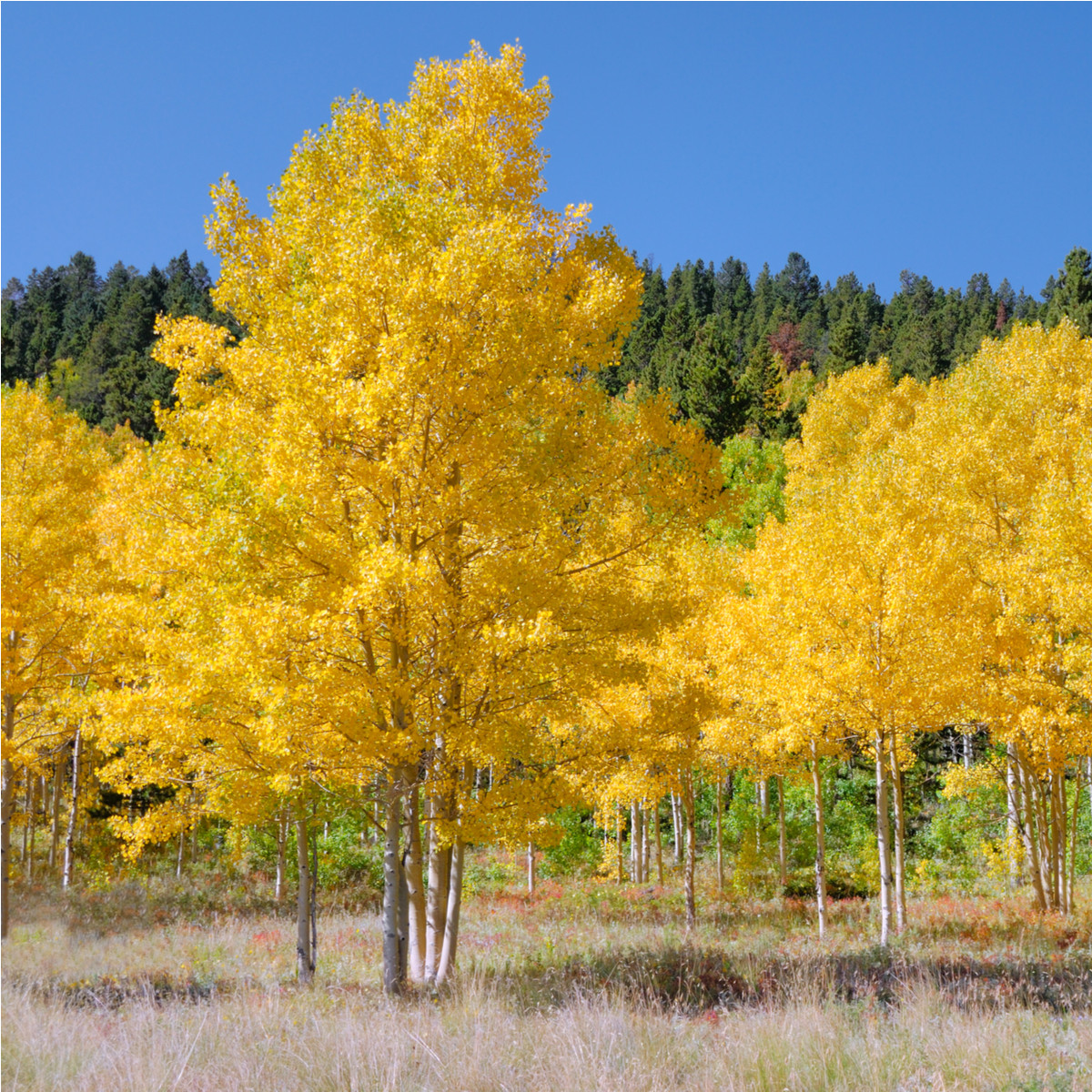 Hybrid Poplar (Cottonless Cottonwood) – 2-3 ft | Populus deltoides X ...