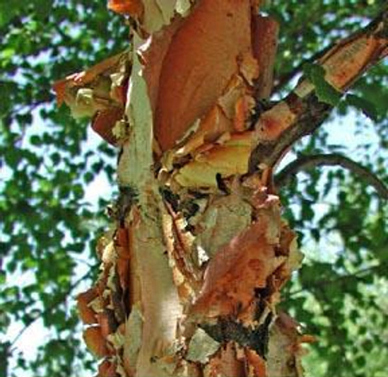 Trees and Shrubs Online For Less at The Tree Store