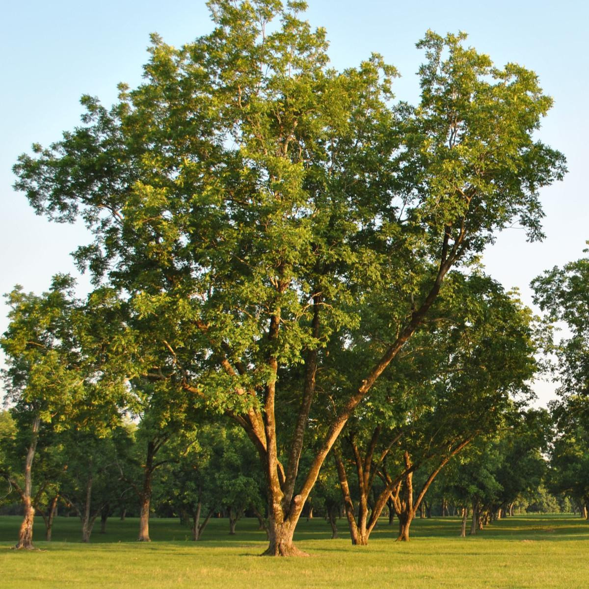 Northern Pecan Tree | USDA Zones 5-9 | 2-3 Foot | Fast-Growing Nut Trees
