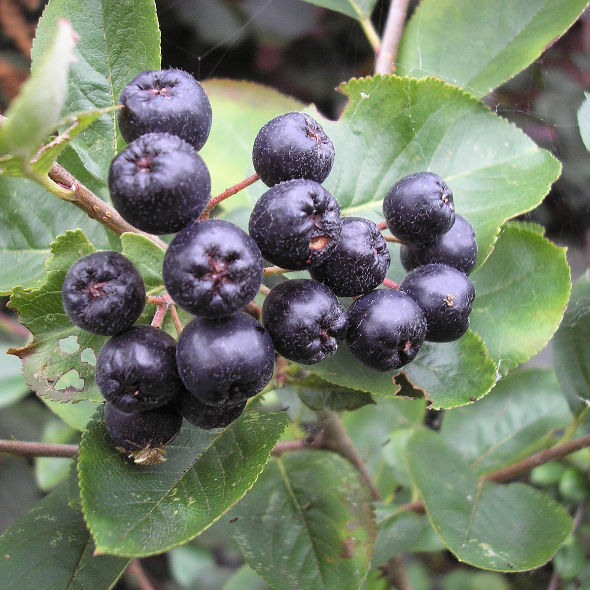 Hansen's Bush Cherry | USDA Zones 4-8 | 2-3 Foot | Fast-Growing Shrubs