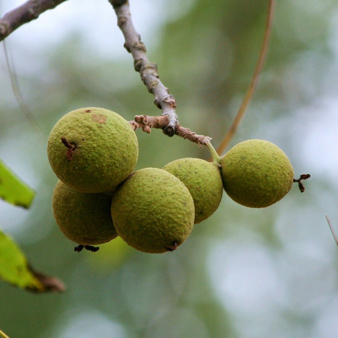 Nut Trees