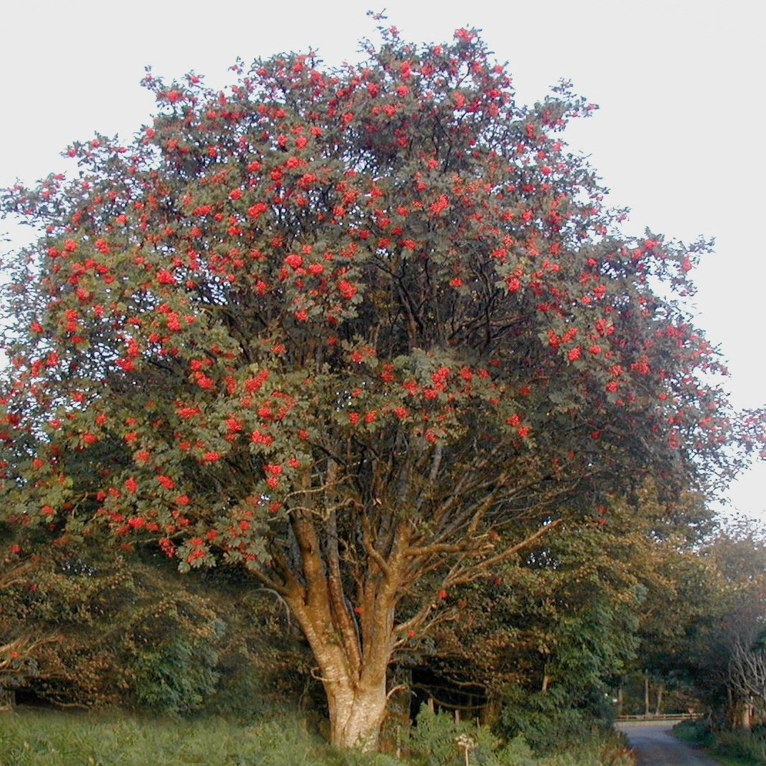 Mountain Ash Tree | USDA Zones 2-6 | 2-3 Foot | Ornamental Trees