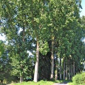 Hybrid Poplar (Cottonless Cottonwood) – 2-3 ft | Populus deltoides X ...