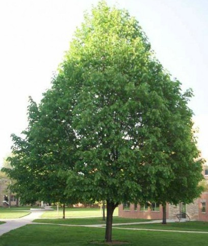 Littleleaf Linden Tree | USDA Zones 3-7 | 2-3 Foot | Fast-Growing Trees