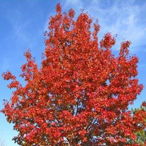 Mountain Ash Tree | USDA Zones 2-6 | 2-3 Foot | Ornamental Trees